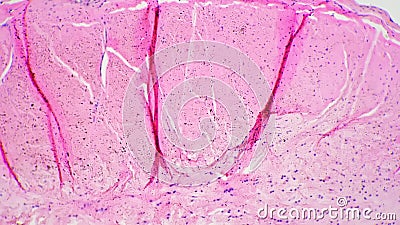Dense Connective Tissue in Longitudinal Section Under Microscope 100x ...