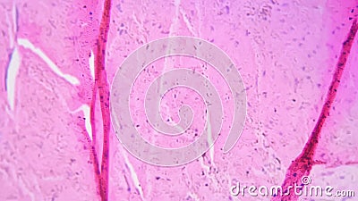 Dense Connective Tissue Tendon LS Under Microscope 200x Magnification ...