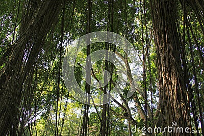 Dense Equatorial Vegetation With Tall Tropical Rainforest Trees And ...