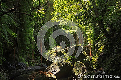 Dense Equatorial Vegetation With Tropical Rainforest Trees And Red ...