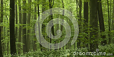 Dense Forest Beech Tree Grove Royalty Free Stock Photo - Image: 36125735