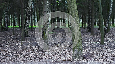 Dense Forest, Trees in the Forest. Nature Background Stock Footage ...