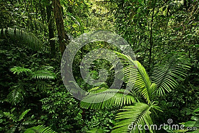 Dense Tropical Rain Forest Royalty Free Stock Photo - Image: 19935125