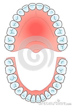 Dental Arch Vector Illustration | CartoonDealer.com #13416820