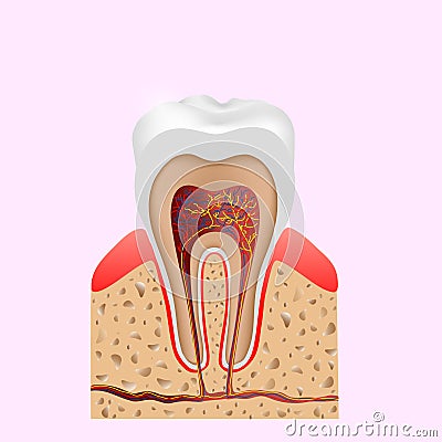 Dental Infographic. The Structure Inside And The Tooth Diagram And ...