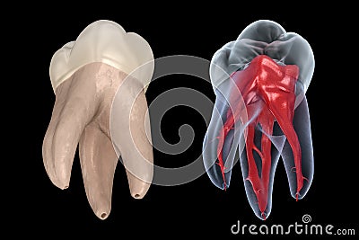 Dental Root Anatomy - First Maxillary Molar Tooth. Medically Accurate ...