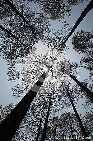 Deodar Tree. Cedrus Deodara, Deodar Cedar, Himalayan Cedar, Or Deodar ...