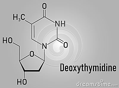Deoxythymidine Or Thymidine Nucleoside Molecule. DNA Building Block ...
