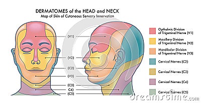 Dermatomes Of Head And Neck Cartoon Vector | CartoonDealer.com #255478999