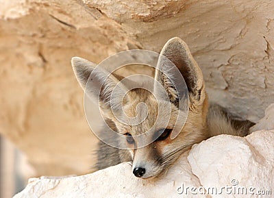 A Desert Fox In Egypt Royalty Free Stock Photos - Image: 28644588