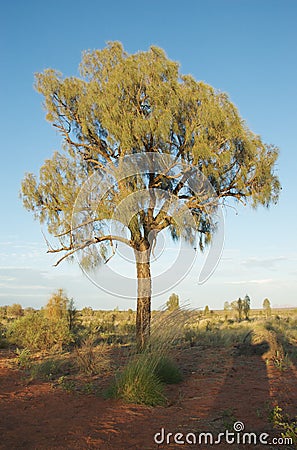 Desert Oak Tree Stock Image - Image: 13240781