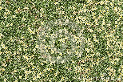 Desert Plant Texture For Background Stock Photography - Image: 5382812