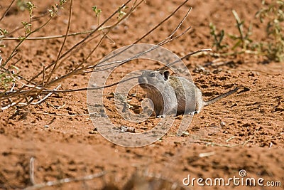 Desert mouse stock image. Image of hide, outdoors, cautious - 12915859