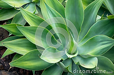 Lime Green Cactus Plant Desktop Wallpaper Background Royalty-Free Stock ...