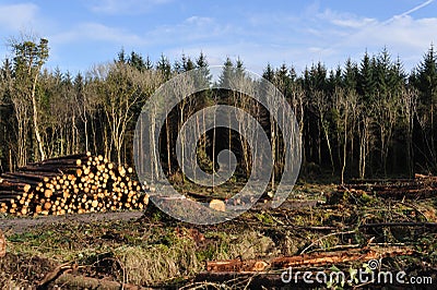 Destroyed Forest Stock Images - Image: 18392464