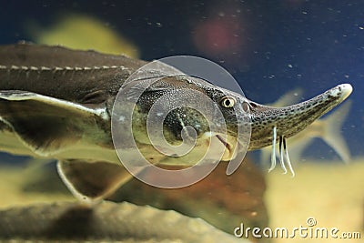 European Sea Sturgeon Stock Photography - Image: 30159552
