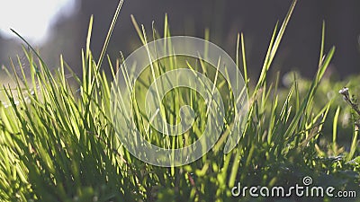 Grass on the Meadow in the Glory of the Sunset Stock Footage - Video of ...