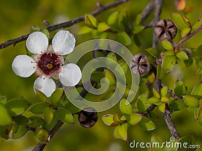 Detail Of Manuka Flower Stock Images - Image: 22477884