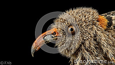 Detailed Close Up Of A Hawk Moths Proboscis Eyes And Wing Patterns In ...