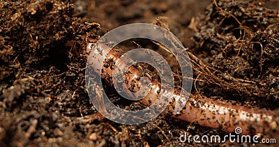 Detailed Extreme Close-up of Earthworm in the Ground Stock Footage ...