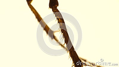 Legs of an Insect stock footage. Video of detail, brown - 146062112