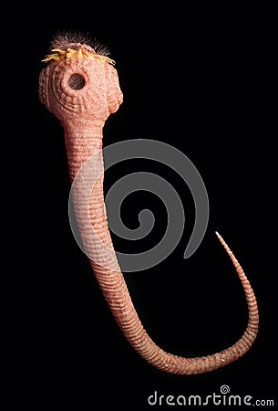 Detailed Fish Tapeworm Under the Microscope-3d Rendering Stock ...