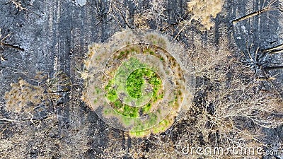 Devastated Forest Ground Covered with Ash Layer and Charred Dead ...