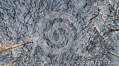 Devastated Forest Ground Covered with Ash Layer and Charred Dead ...