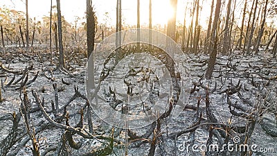 Devastated Forest Ground Covered with Ash Layer and Charred Dead ...