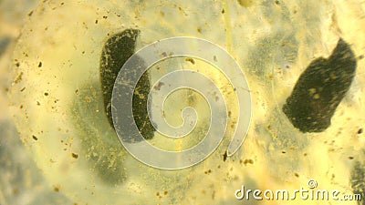 Development of frogs stock footage. Video of microscope - 146494114