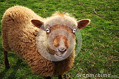 Devil Sheep Stock Image - Image: 3334441