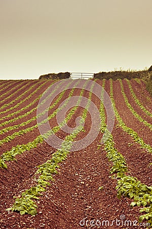 Devon Farming On Red Soil Stock Image | CartoonDealer.com #9434851