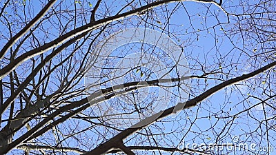 Diagonal Thin Tree Branches with Small Leaves Grow in Park Stock ...