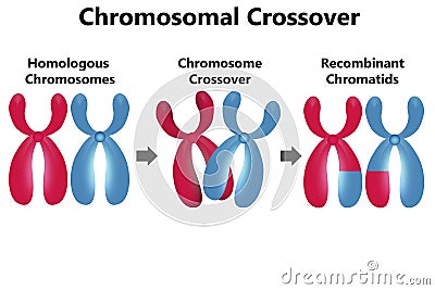 Diagram Of Chromosomal Crossover Isolated Stock Photography ...