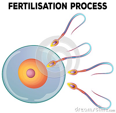 Diagram Of Fertilisation Process Stock Vector - Image: 61504785