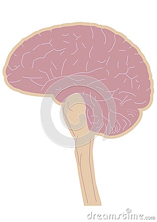 Diagram Of The Human Brain, Medulla Oblongata, And Spinal Cord Vector ...