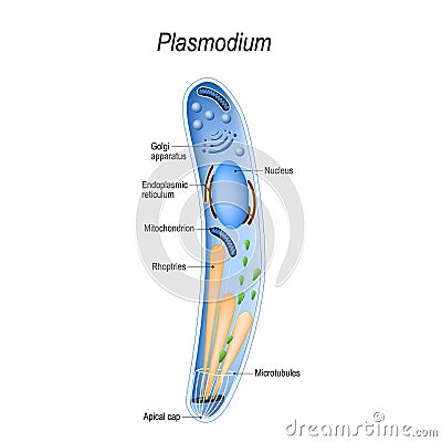 Diagram Of Plasmodium Structure Cartoon Vector | CartoonDealer.com ...