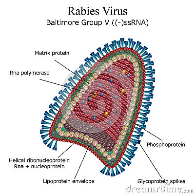 Diagram Of Rabies Virus Particle Structure Stock Images - Image: 36842874
