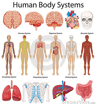Diagram Showing Human Body Systems Stock Vector - Image: 76864413