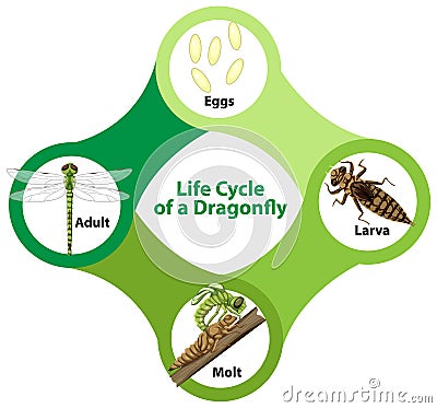 Diagram Showing Life Cycle Of Dragonfly Vector Illustration ...
