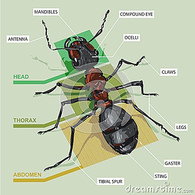Diagram Van Een Mier Vector Illustratie - Afbeelding: 58762469