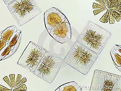 Diatoms, Algae Under Microscopic View, Phytoplankton, Fossils, Silica ...