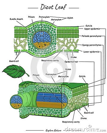 Dicot Leaf Structure Or Anatomy Vector Illustration | CartoonDealer.com ...