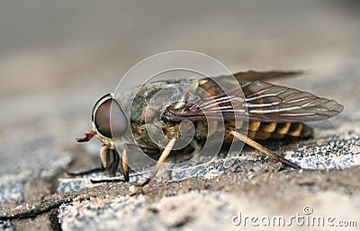 Die Dasselfliege Lizenzfreie Stockfotos - Bild: 2855838