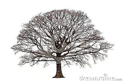 Die Eiche Im Winter Stockfoto - Bild: 2259510