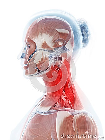 Die Halsmuskulatur Stockfotos - Bild: 34165603