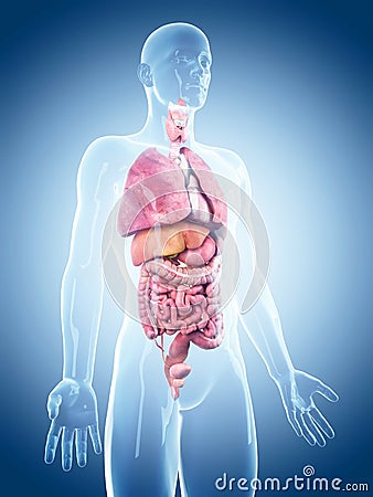 Die Menschlichen Organe Stock Abbildung - Bild: 59792769