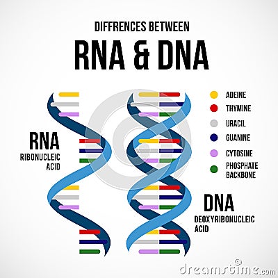 Differences Between Dna And Rna Royalty-Free Cartoon | CartoonDealer ...