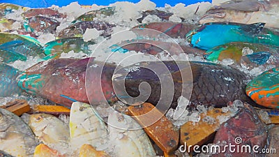 Different Kinds of Fish Lie in the Showcase Stock Video - Video of ...