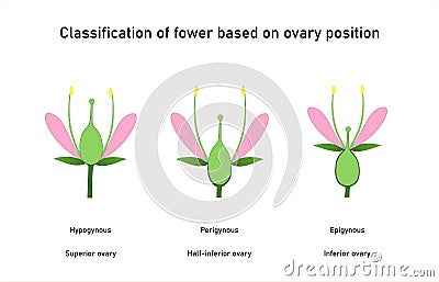 Different Type Of Flower And Ovary Vector Illustration | CartoonDealer ...